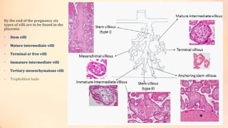 Placenta | PPTX