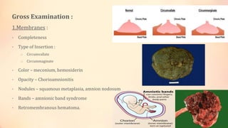 Placenta | PPTX