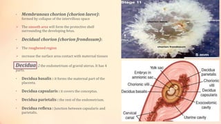 Placenta | PPTX