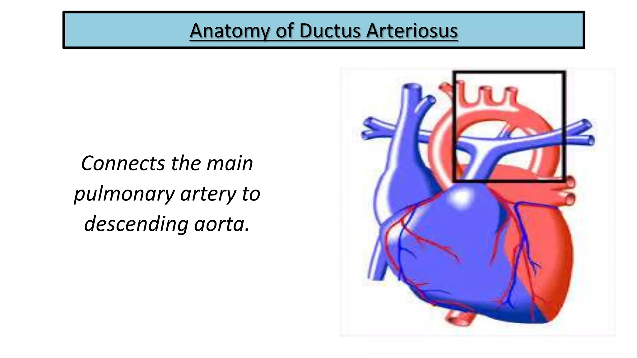 Ductus dependent circulation | PPTX