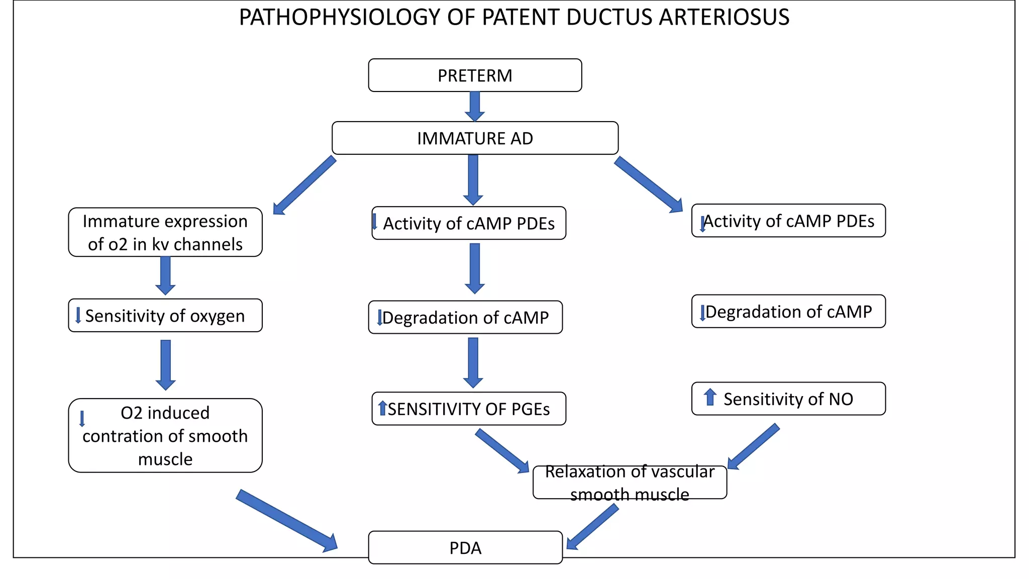 PDA,AP WINDOW, TA.pptx