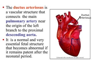 Pda Part 3 Anatomy Physiology | PPT