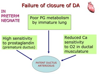 Pda Part 3 Anatomy Physiology | PPT