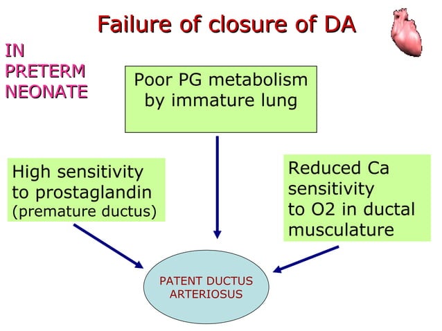 Pda Part 3 Anatomy Physiology | PPT