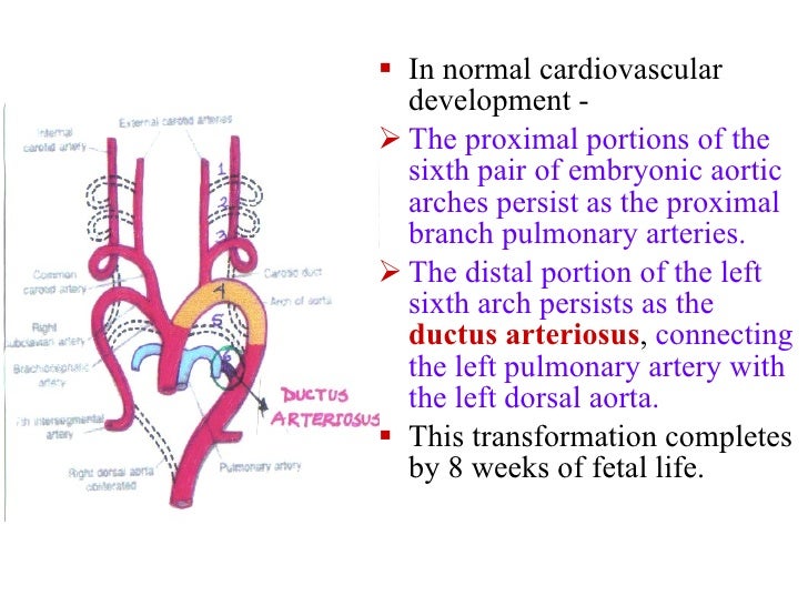 Pda Part 3 Anatomy Physiology