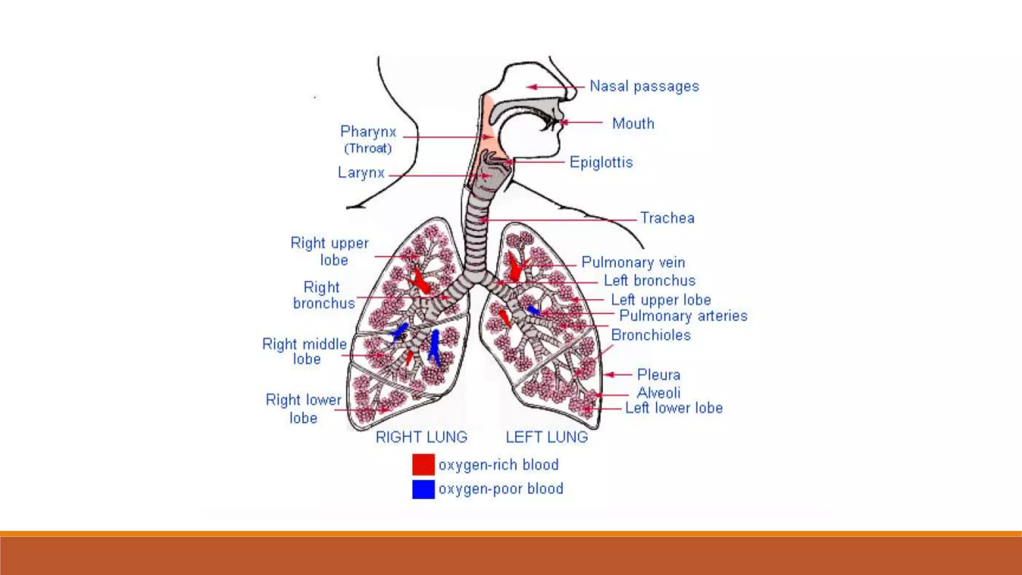 Pulmonary drug delivery system. | PPTX