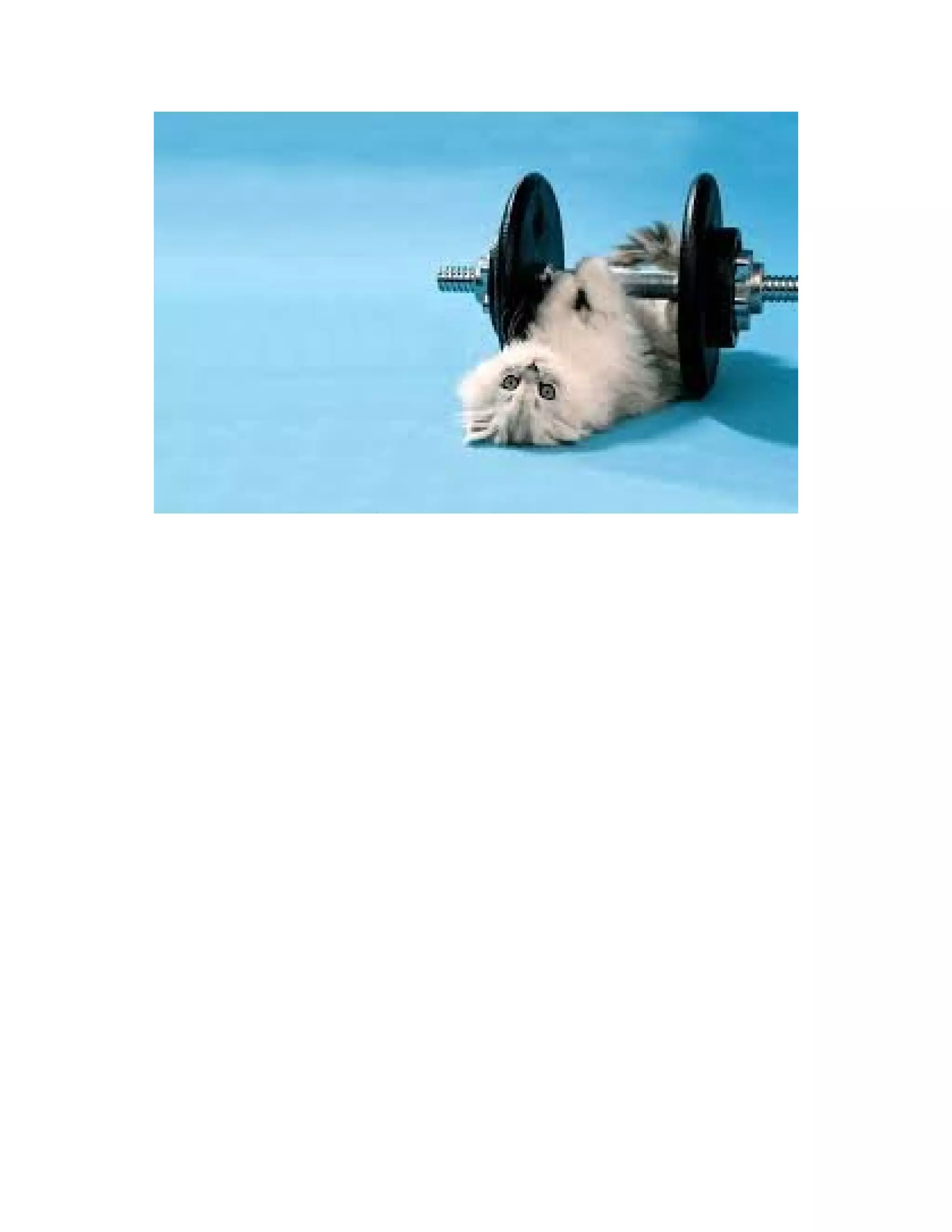 Funny Images | PDF