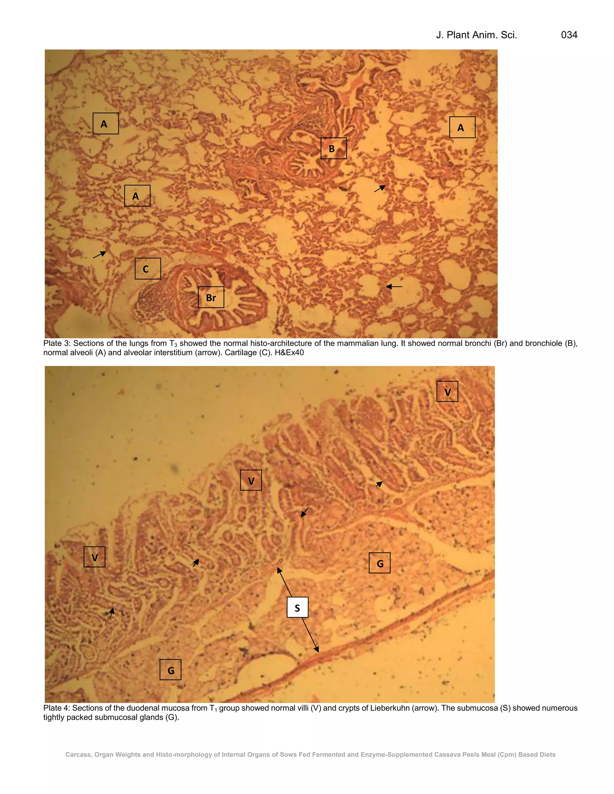 Carcass, Organ Weights and Histo-morphology of Internal Organs of Sows ...