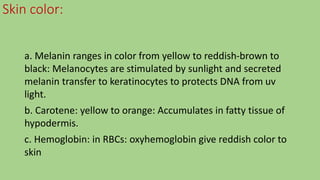 Pdf |Histology| - The skin - | PPT | Free Download