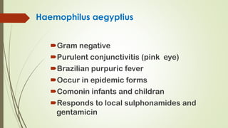 Pdf -- haemophilus -- Bactriology -- | PDF