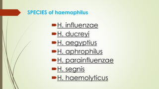 Pdf -- haemophilus -- Bactriology -- | PDF