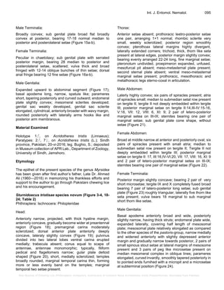 New Species of Chewing Lice (Phthiraptera: Amblycera, Ischnocera) of ...