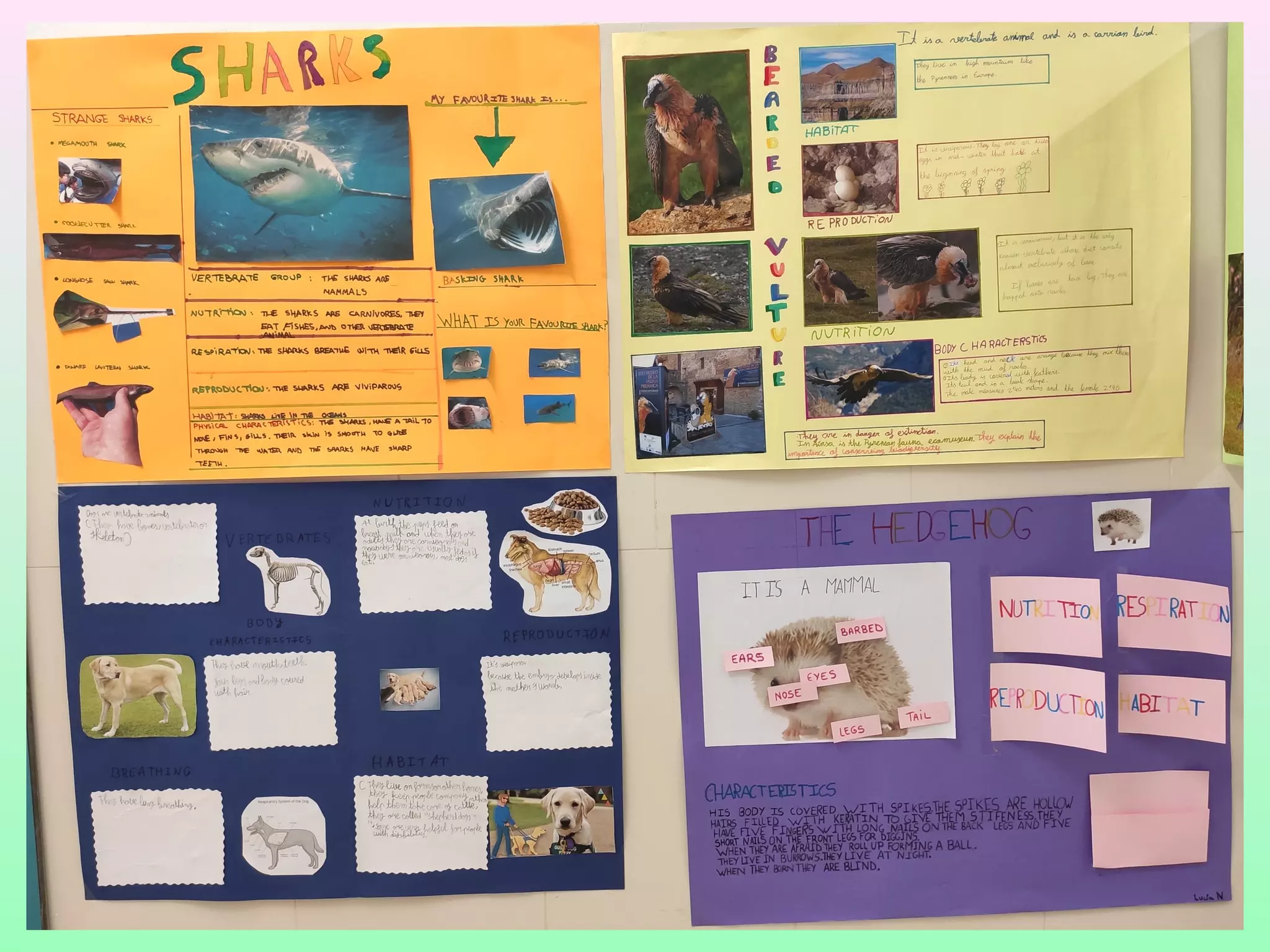 vertebrate animals | PPT