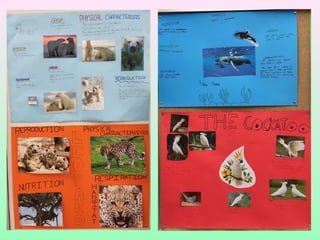 vertebrate animals | PPT