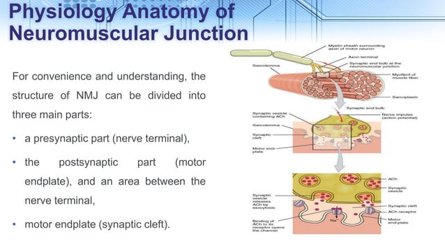 NEUROMUSCULAR JUNCTION | PHYSIOLOGY, MECHANISM & CLINICAL SIGNIFICANCE | PPT