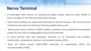 NEUROMUSCULAR JUNCTION | PHYSIOLOGY, MECHANISM & CLINICAL SIGNIFICANCE ...