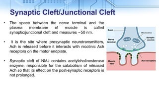NEUROMUSCULAR JUNCTION | PHYSIOLOGY, MECHANISM & CLINICAL SIGNIFICANCE ...