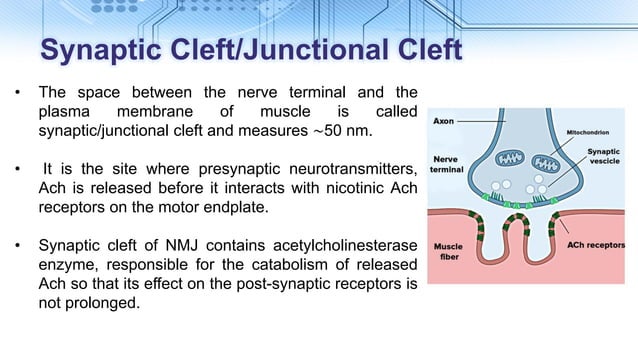NEUROMUSCULAR JUNCTION | PHYSIOLOGY, MECHANISM & CLINICAL SIGNIFICANCE ...