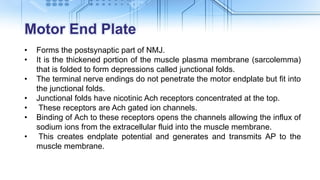 NEUROMUSCULAR JUNCTION | PHYSIOLOGY, MECHANISM & CLINICAL SIGNIFICANCE ...