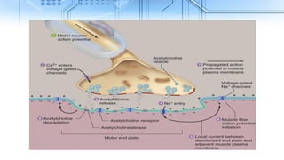 NEUROMUSCULAR JUNCTION | PHYSIOLOGY, MECHANISM & CLINICAL SIGNIFICANCE ...