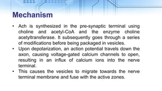 NEUROMUSCULAR JUNCTION | PHYSIOLOGY, MECHANISM & CLINICAL SIGNIFICANCE ...