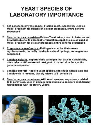 intro_to_yeast_genome_bioinformatics.pdf