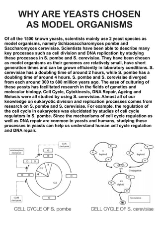intro_to_yeast_genome_bioinformatics.pdf