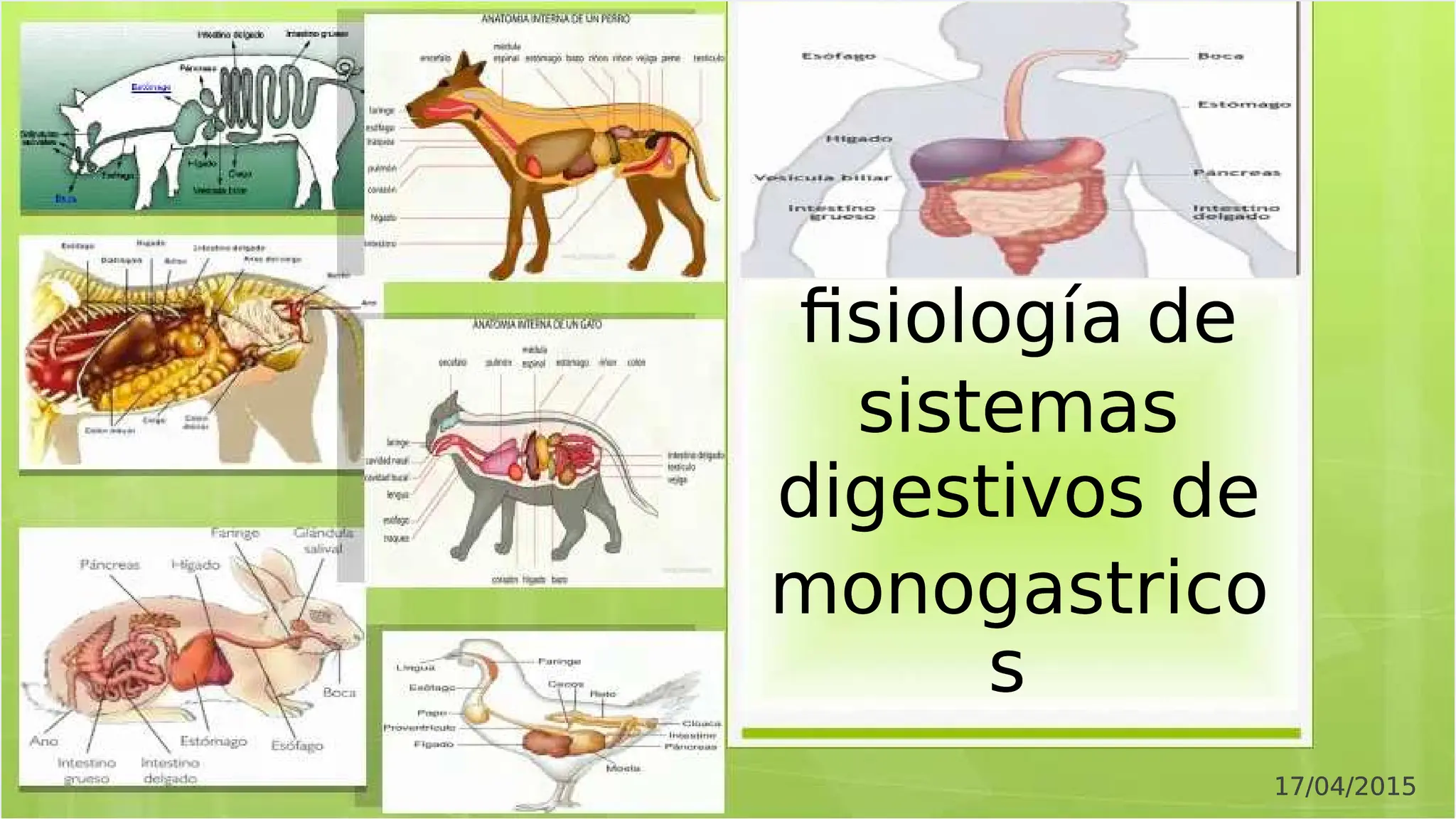 anatomia-y-fisiologia-de-sistemas-digestivos-de-monogastricos | PPT
