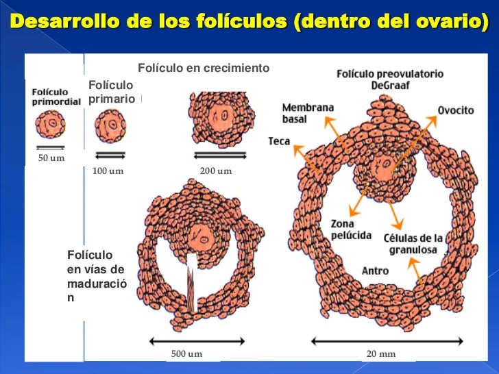 Embriologia (Teoria)