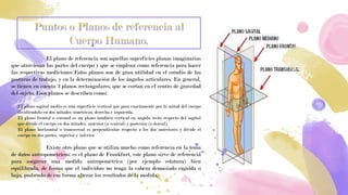 PDF- La Antropometria y la Ergonomia.pdf