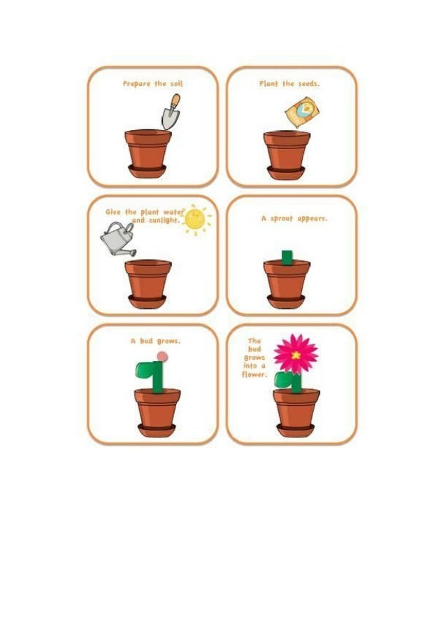 Pdf pasos para plantar una semilla