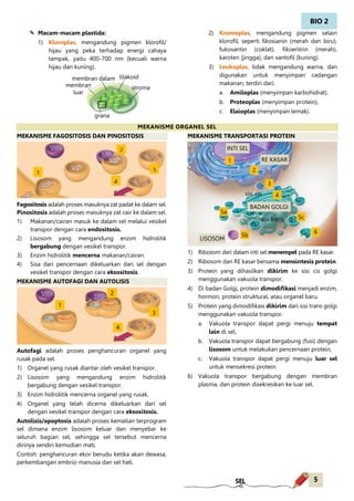 Sel | PDF