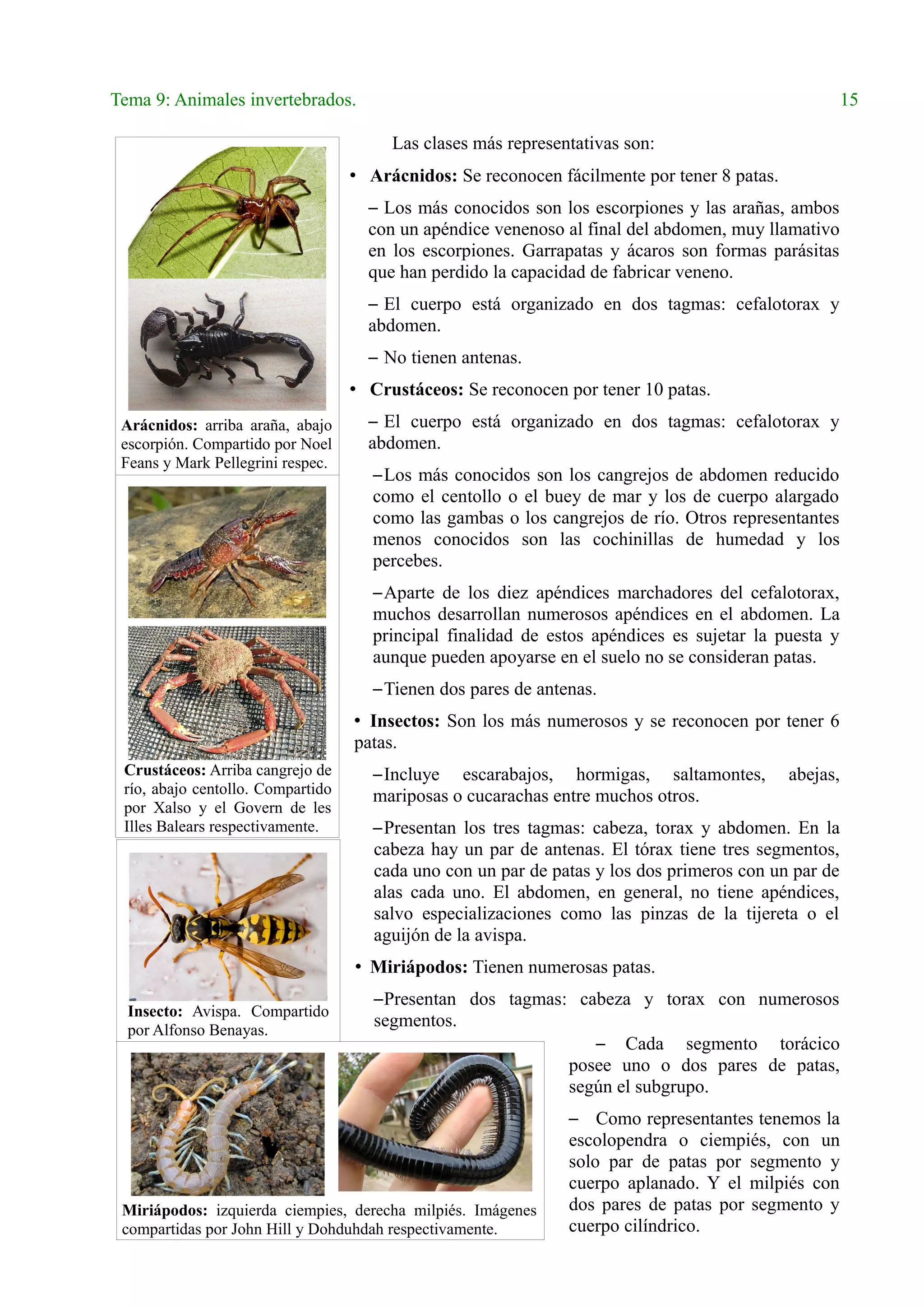 Animales invertebrados | PDF