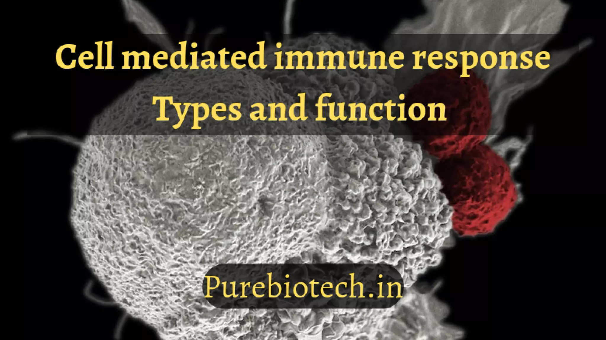 Cell mediated immune response, Types and Functions | PDF