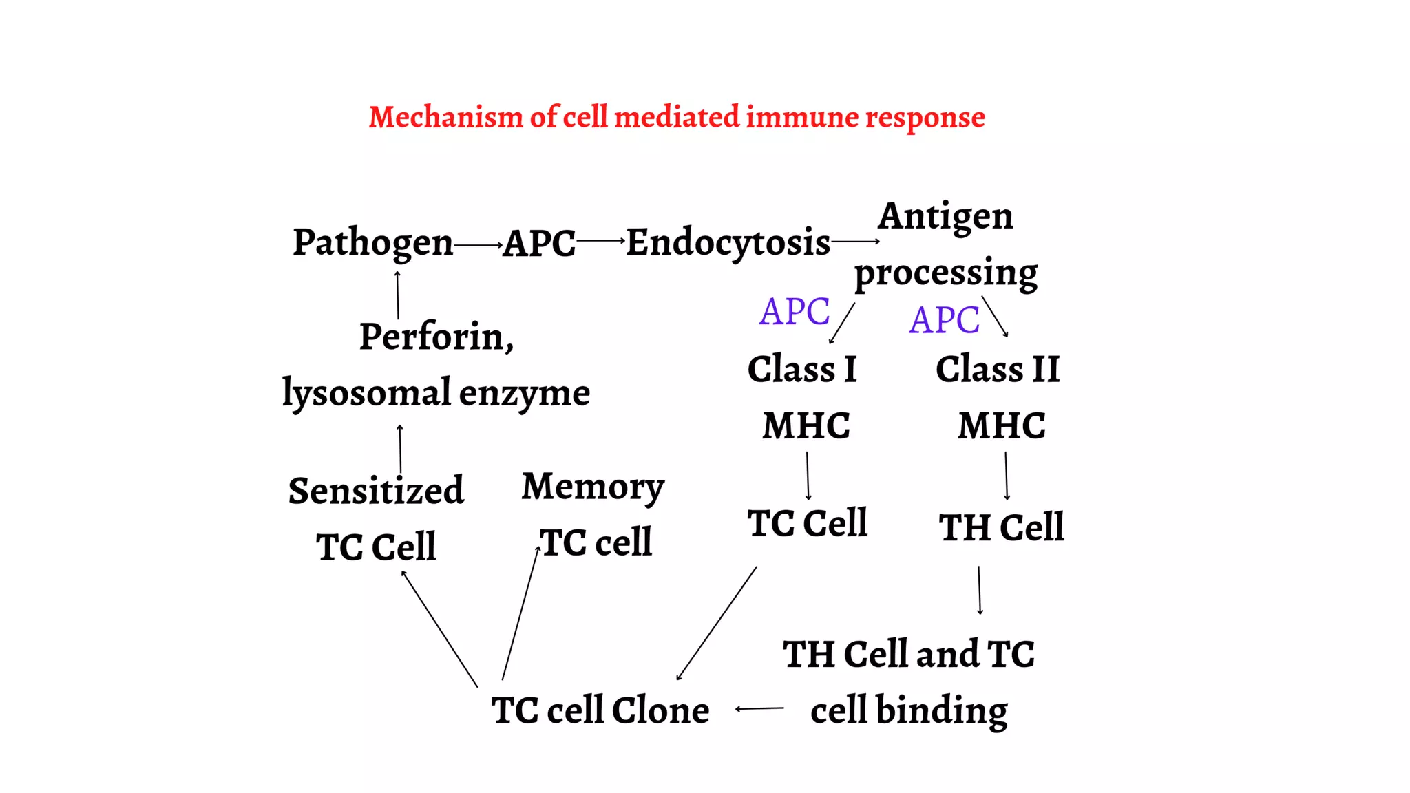 Cell mediated immune response, Types and Functions | PDF