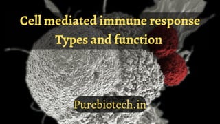 Cell mediated immune response, Types and Functions | PDF
