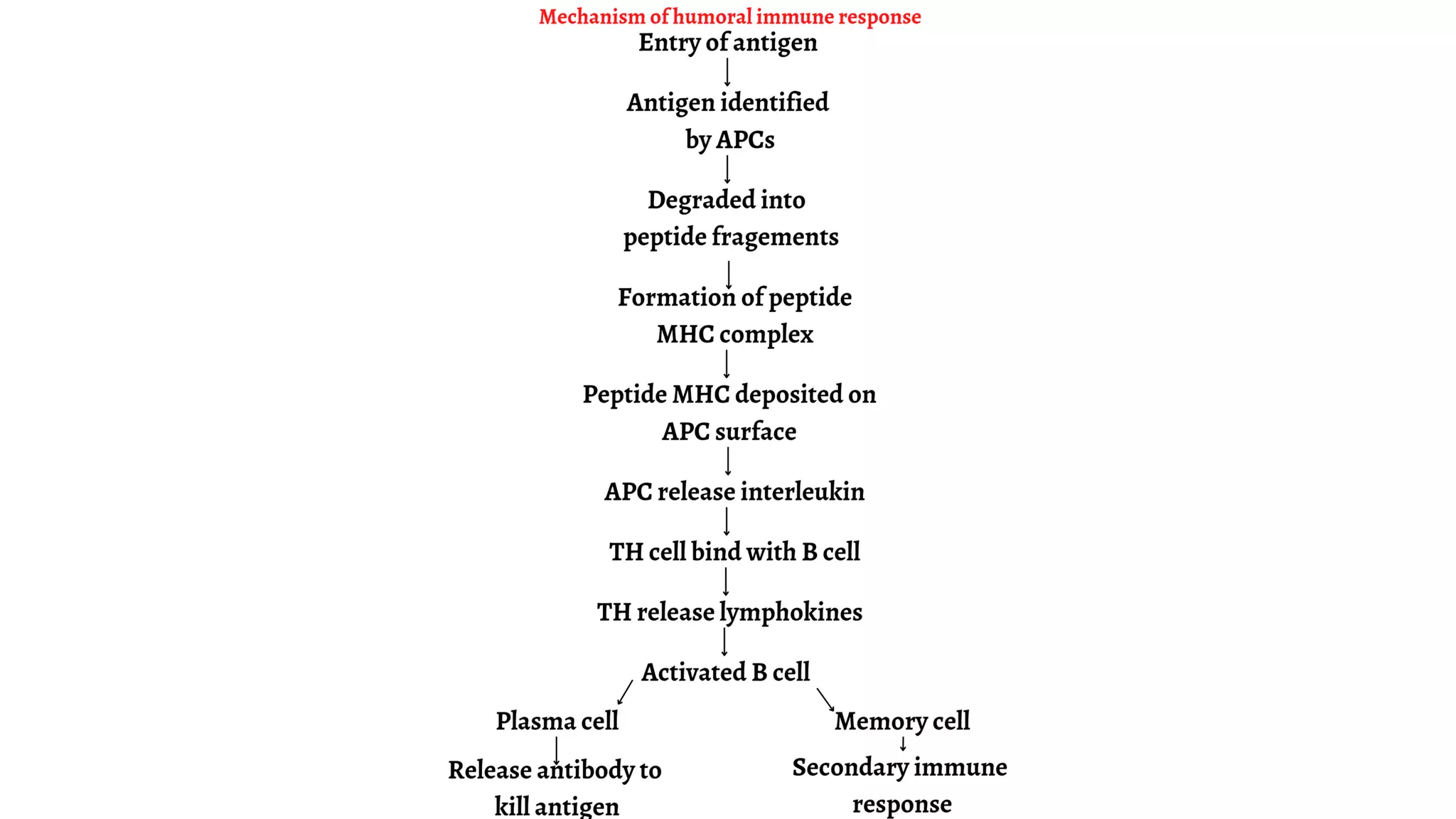Humoral immune response|study notes | PDF