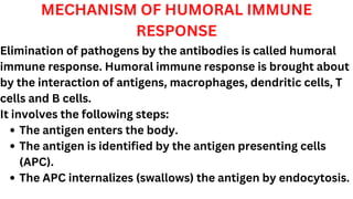 Humoral immune response|study notes | PDF