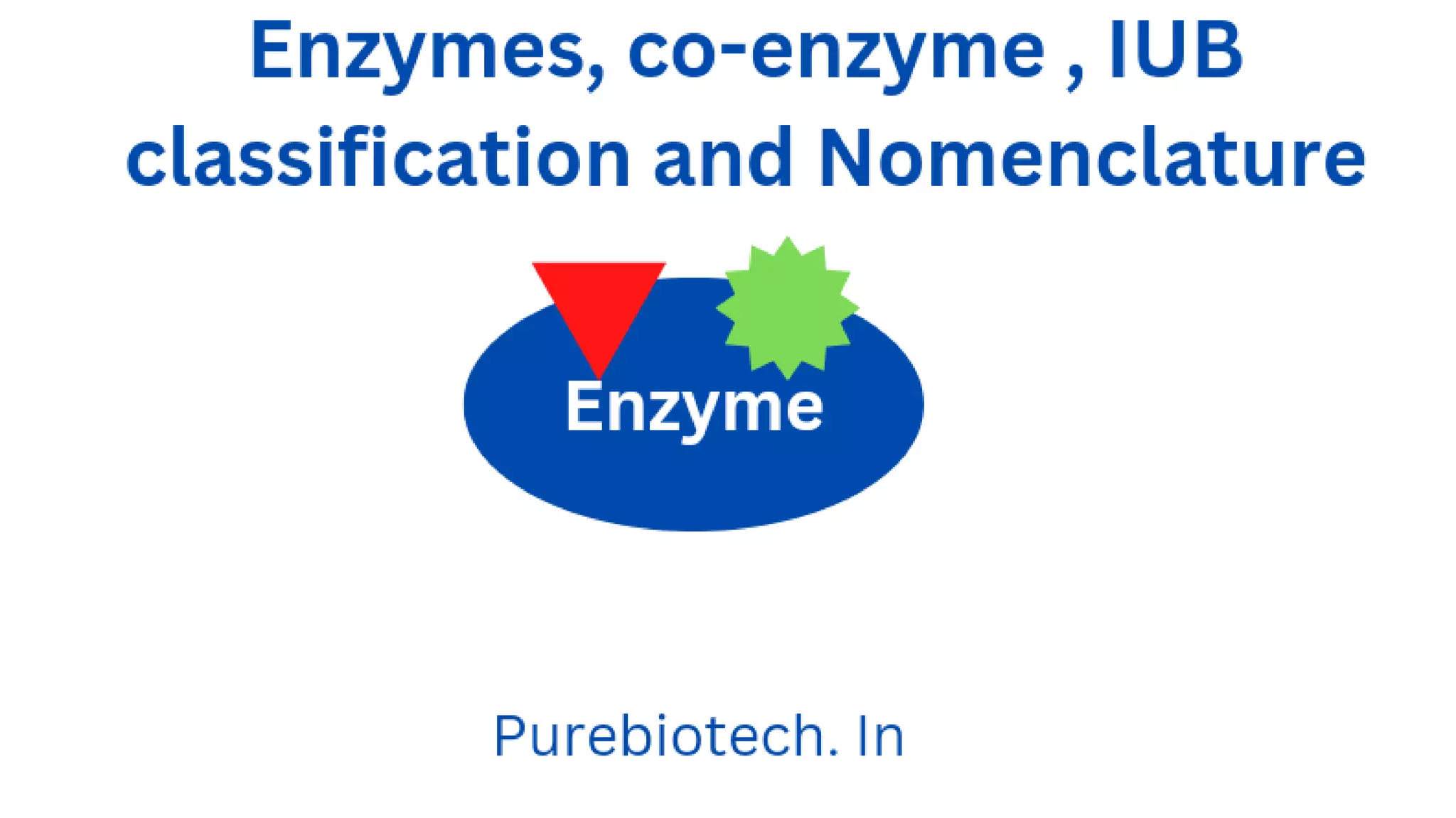 Enzymes, Types and Functions | PDF | Biological Sciences | Science