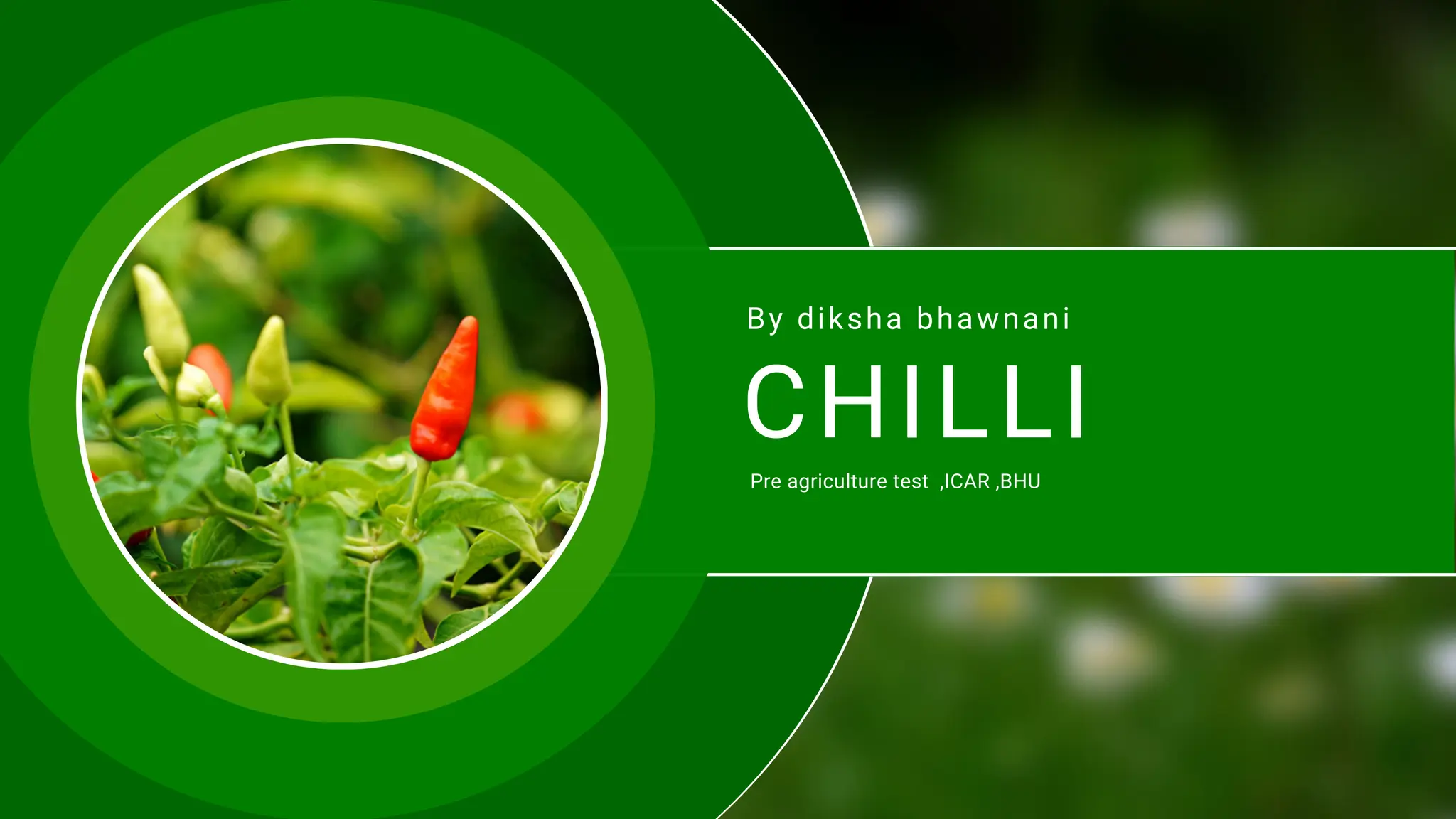 All about chilli by diksha | PDF