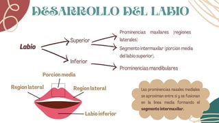 Labio y paladar hendido | PDF