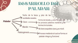 Labio y paladar hendido | PDF