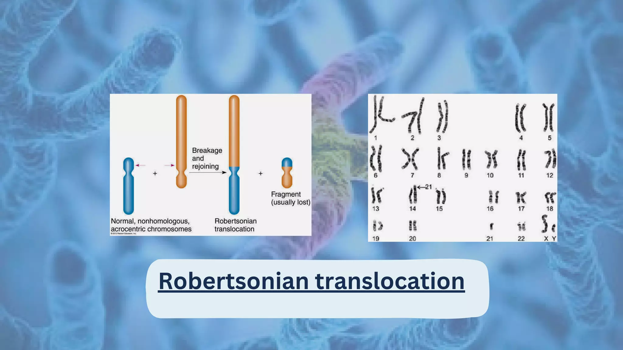 Translocation.pdf