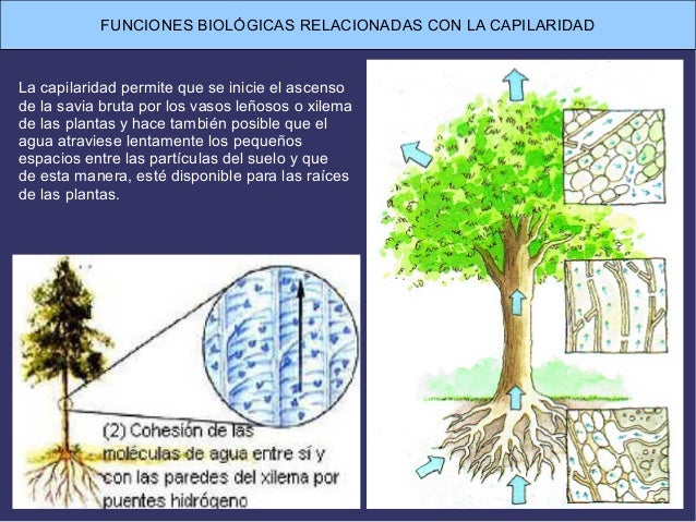 Que Es La Capilaridad En Las Plantas Pdf - tener sexo con mujeres maduras