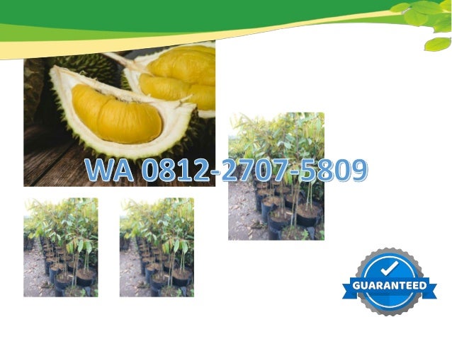 PASTI UNTUNG, WA 0812-2707-5809, Peluang Jadi Distributor Bibit Durian ...