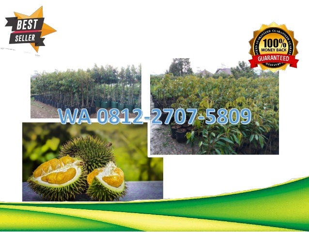 PASTI UNTUNG, WA 0812-2707-5809, Peluang Jadi Distributor Bibit Durian ...