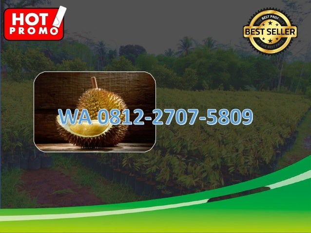 PASTI UNTUNG, WA 0812-2707-5809, Peluang Jadi Distributor Bibit Durian ...