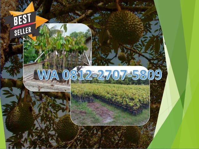PASTI UNTUNG, WA 0812-2707-5809, Peluang Jadi Distributor Bibit Durian ...