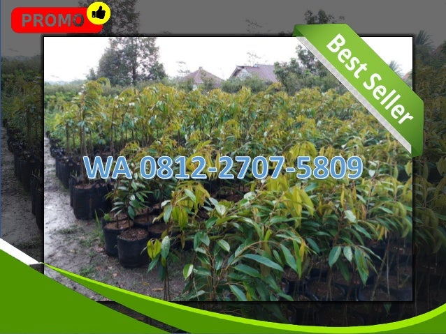 PASTI UNTUNG, WA 0812-2707-5809, Peluang Jadi Distributor Bibit Durian ...