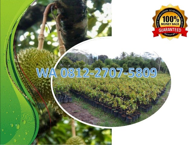 PASTI UNTUNG, WA 0812-2707-5809, Peluang Jadi Distributor Bibit Durian ...